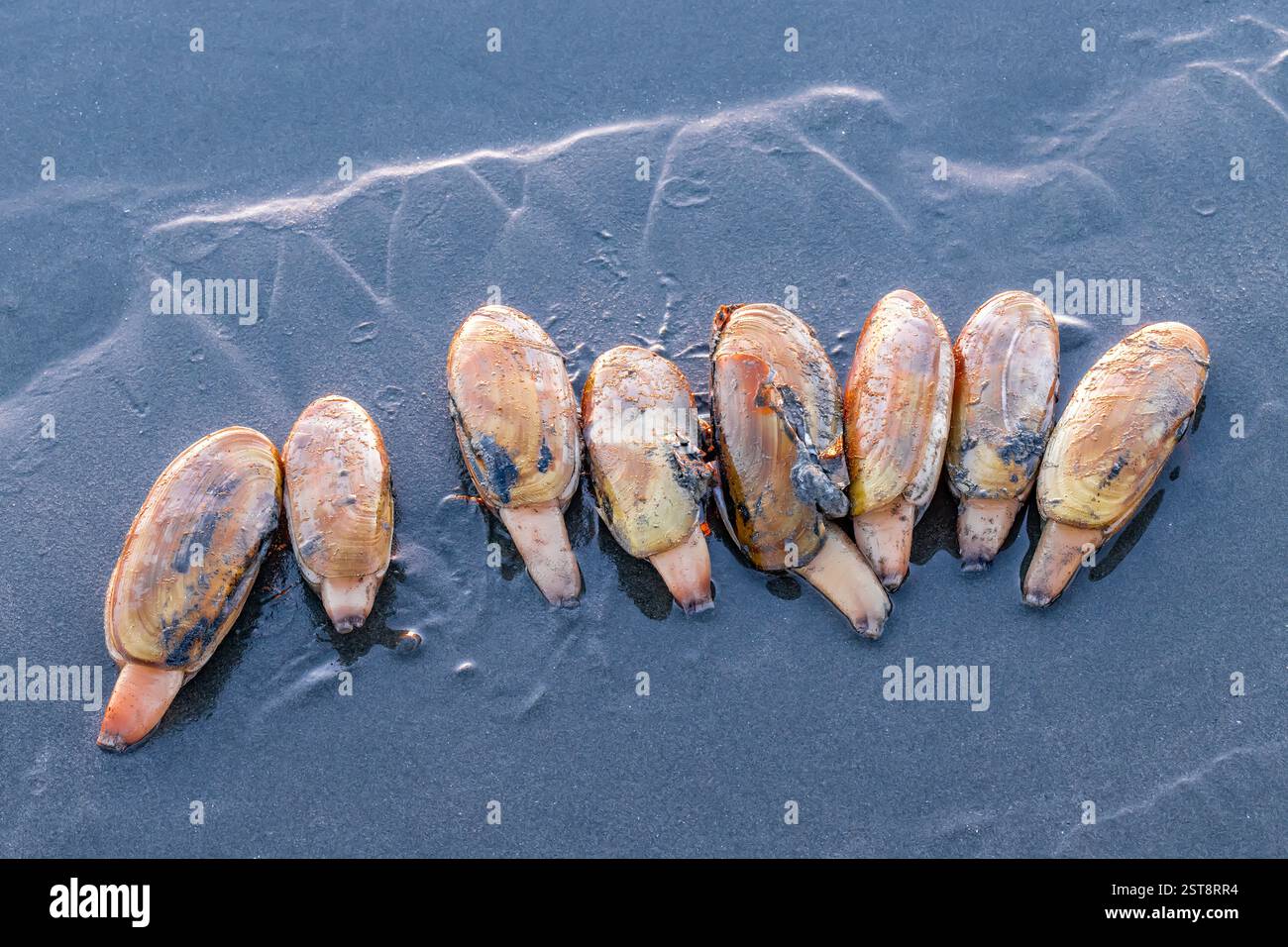 Razor Clam harvest on Mocrocks Beach, Pacific Ocean, Washington State ...