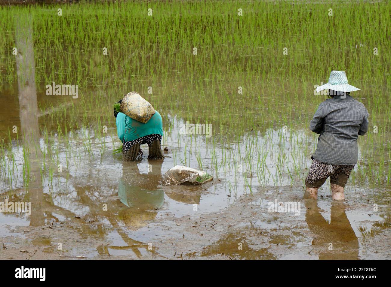 Bario, Sarawak, Borneo, Malaysia Stock Photo - Alamy