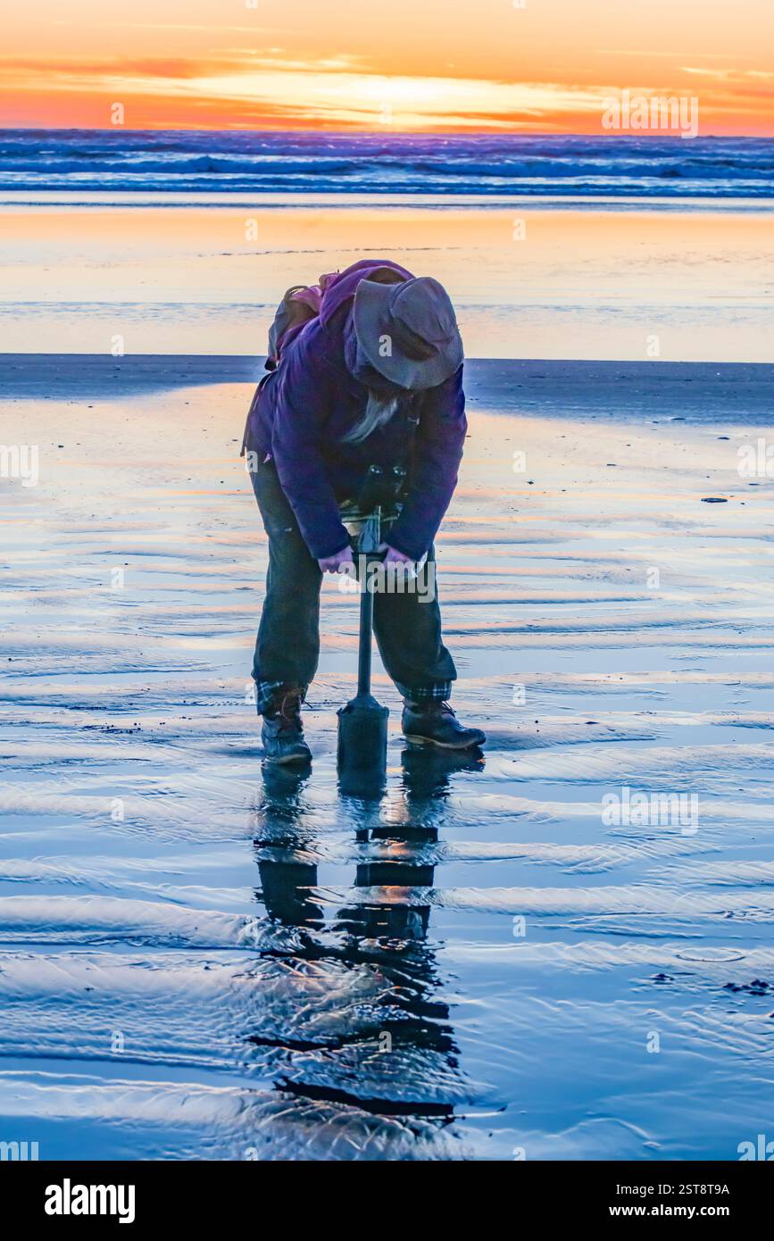 Using a clam gun for harvesting Razor Clams on Mocrocks Beach, Pacific ...