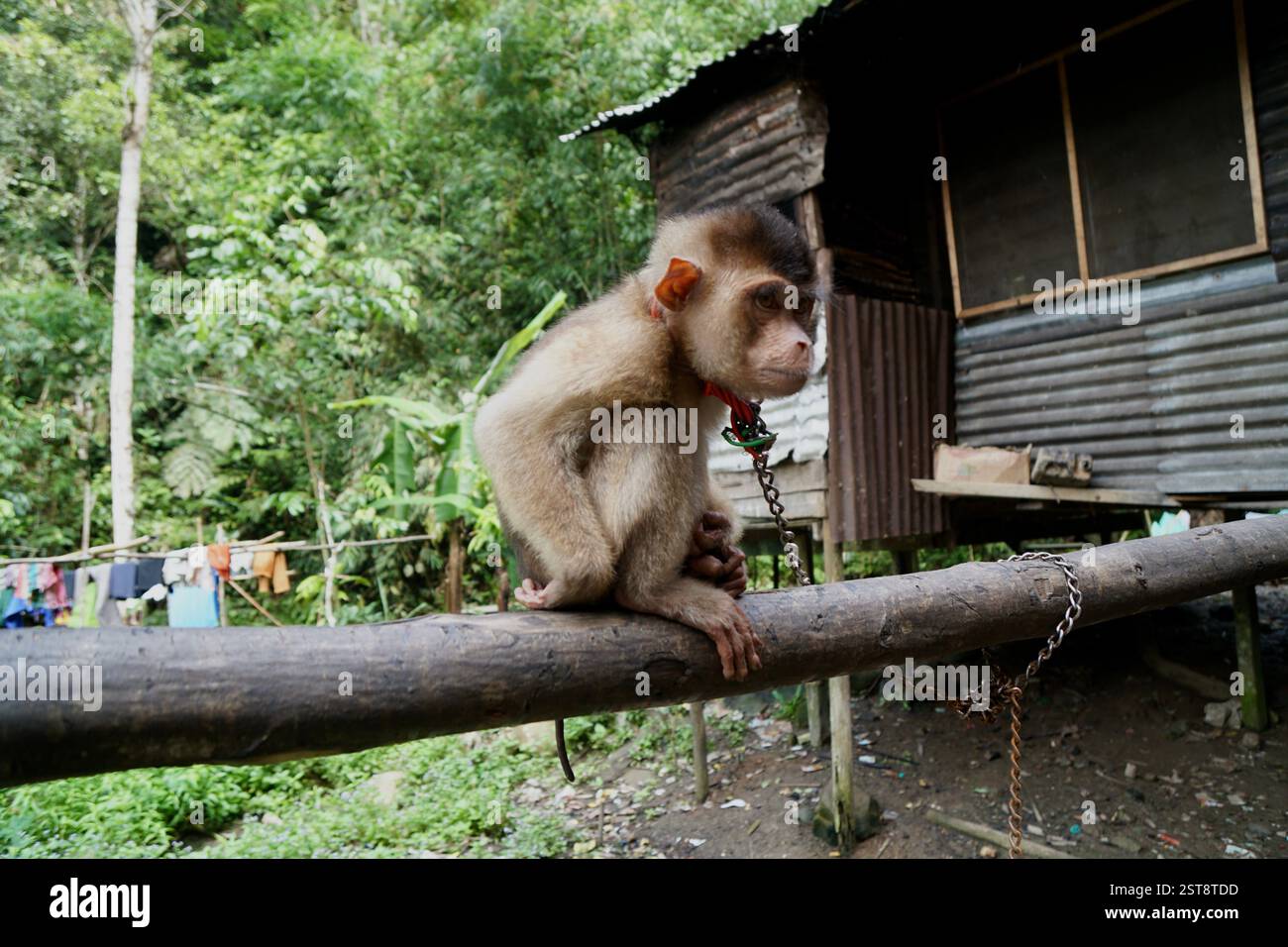 Bario, Sarawak, Borneo, Malaysia Stock Photo - Alamy