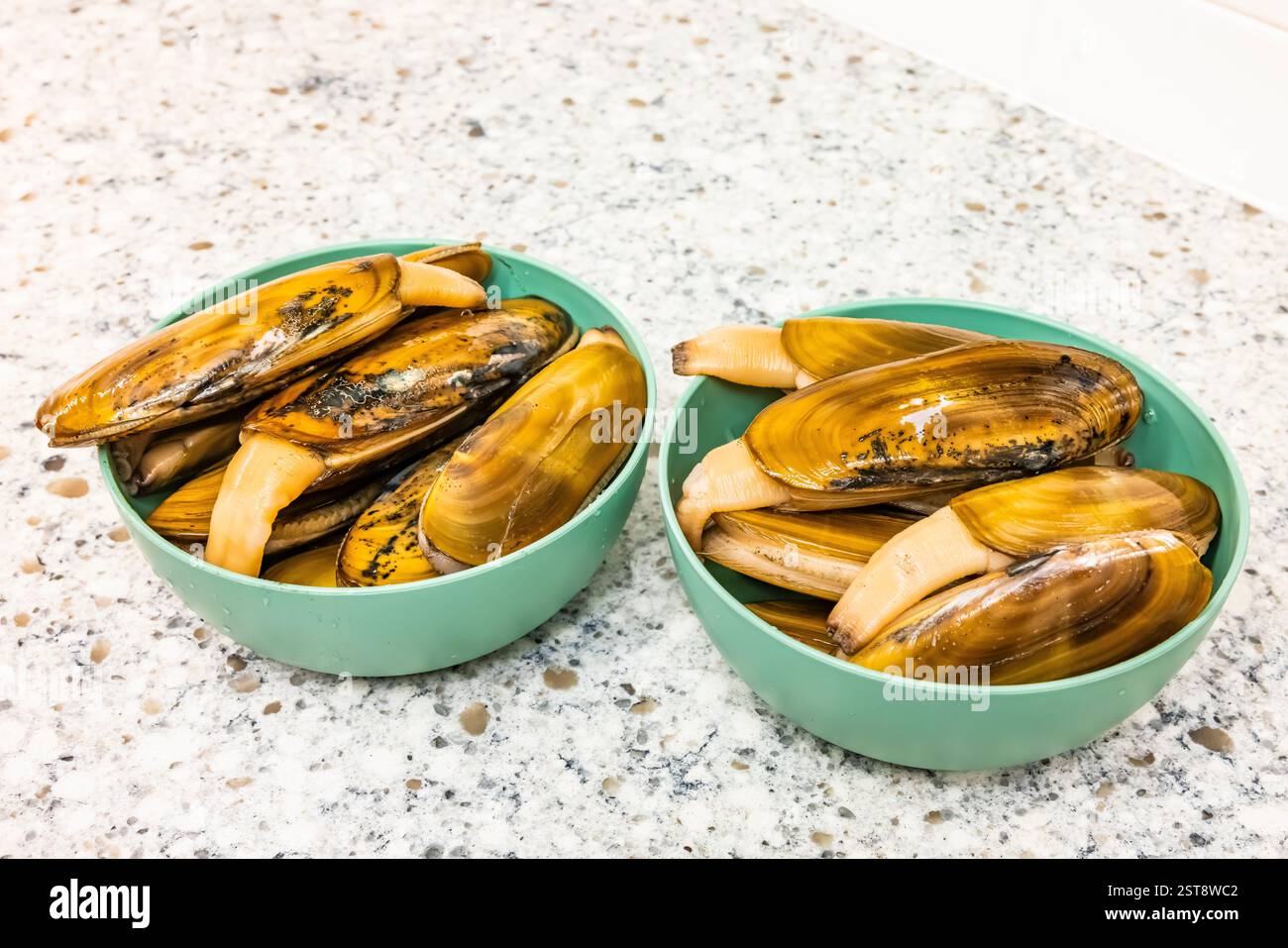 Pacific Razor Clams harvested on Mocrocks Beach, being cleaned and ...