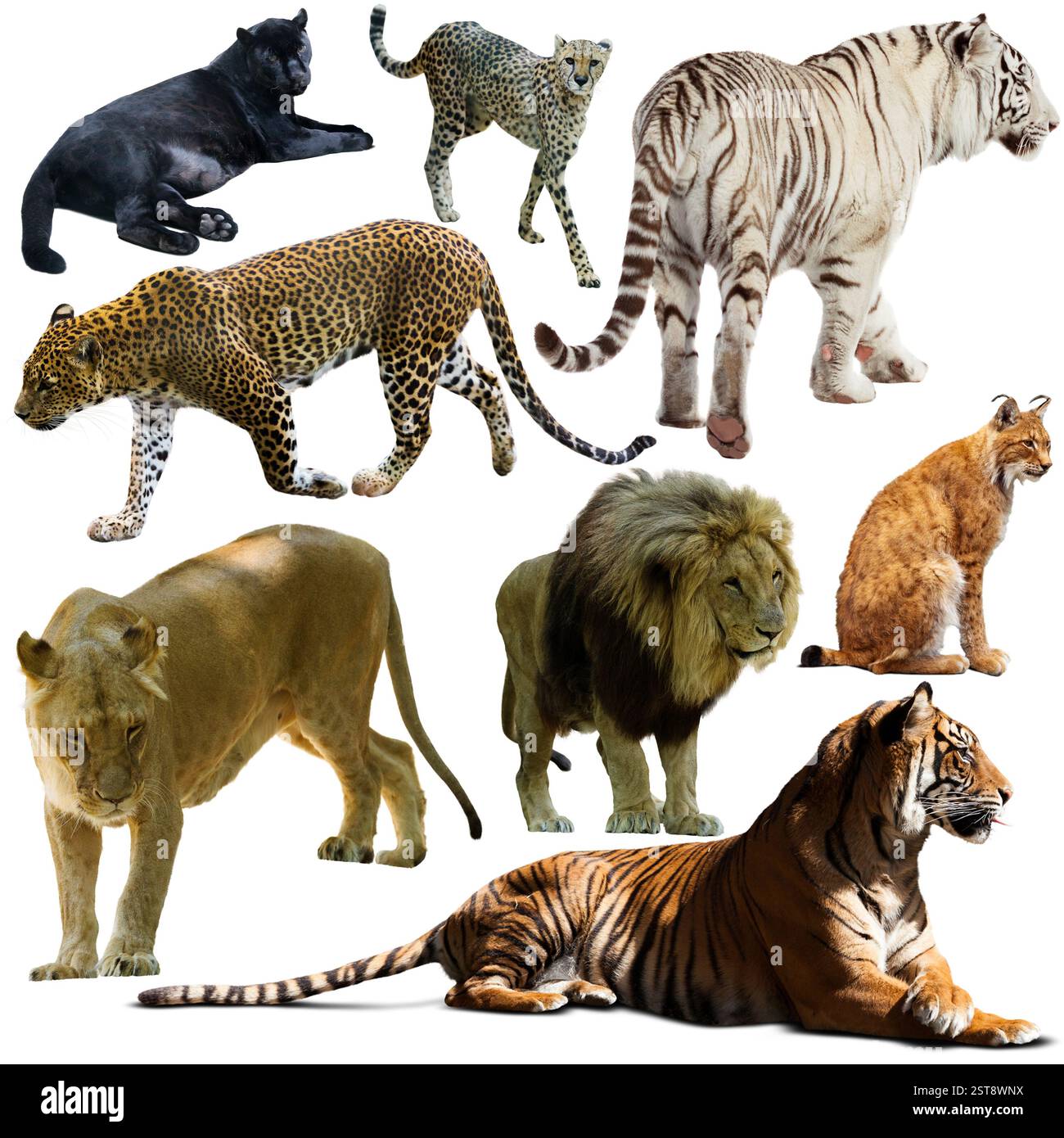 Set of various feline species isolated on white background Stock Photo ...