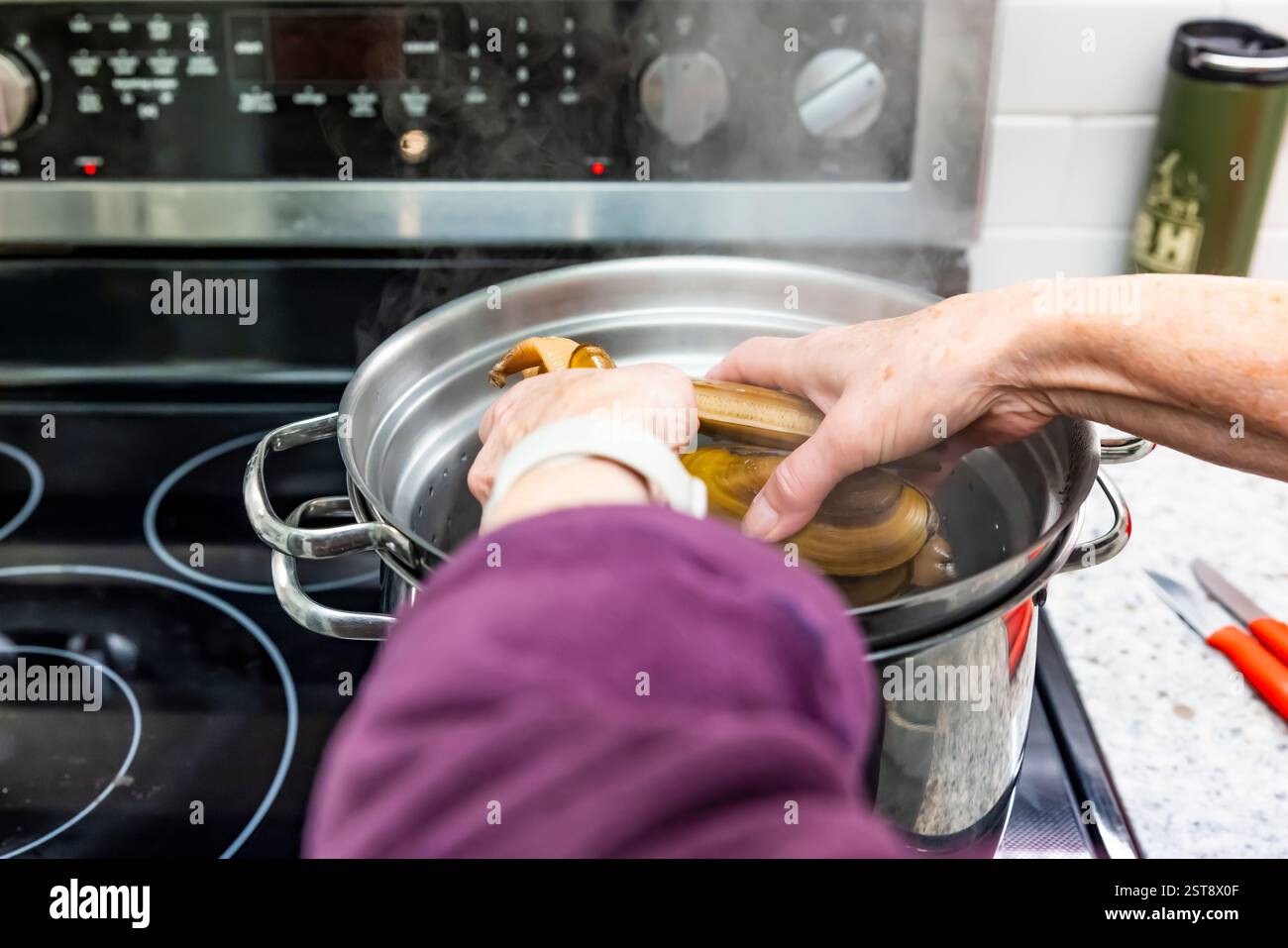 Pacific Razor Clam shells being opened in boiling water as one step in ...
