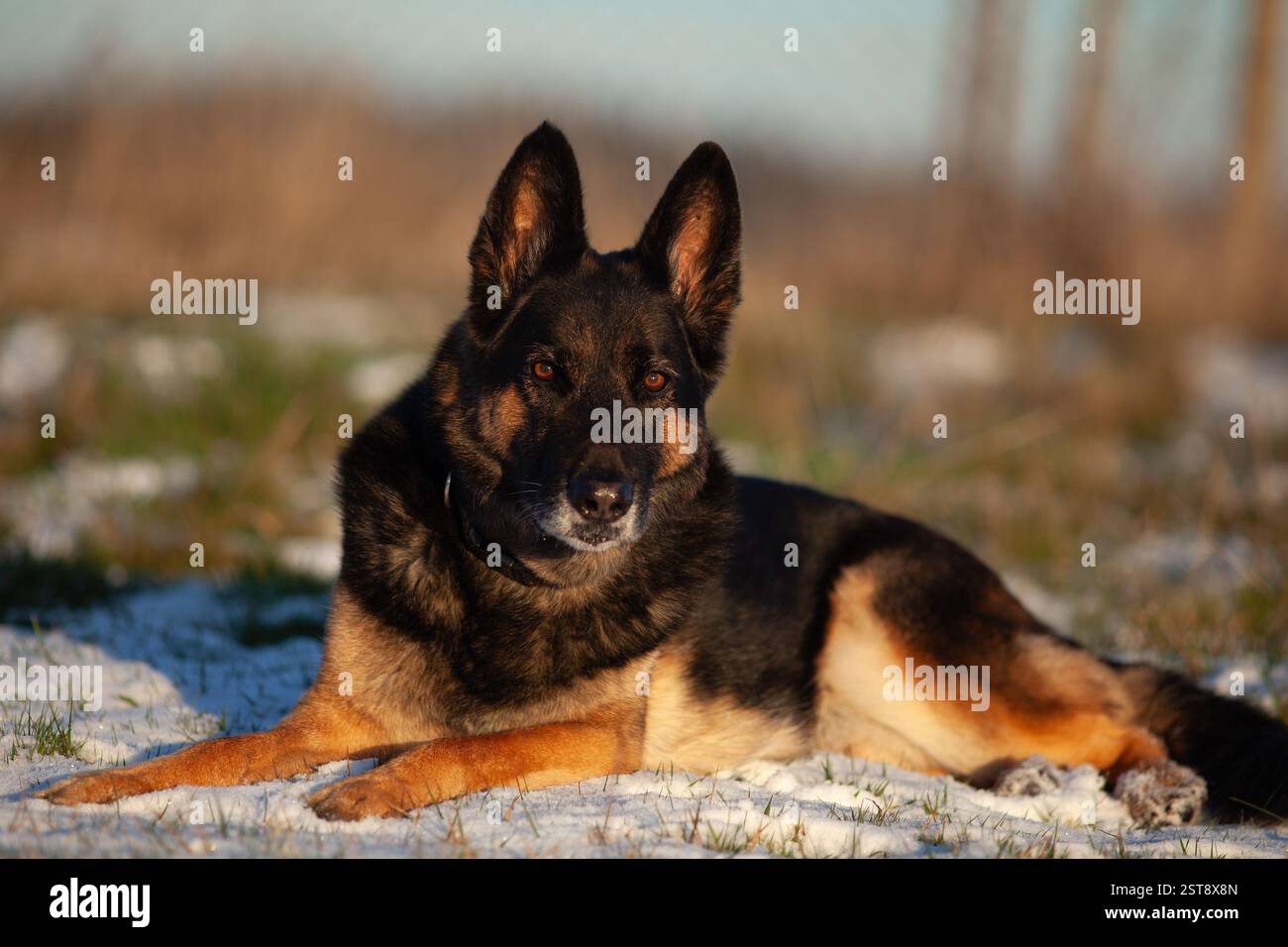 German police german shepherd dogs hi-res stock photography and images ...