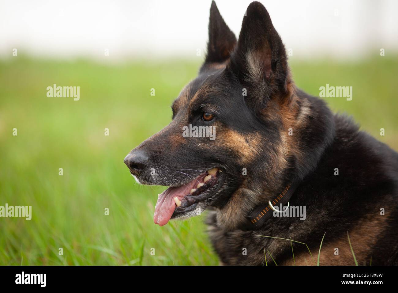 German shepherd dog in summer. profile side face portrait of an ...