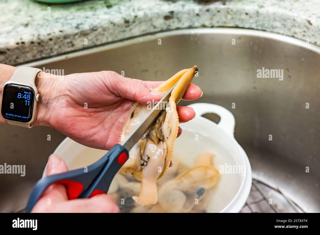 Cleaning Pacific Razor Clams harvested on Mocrocks Beach, Pacific Ocean ...