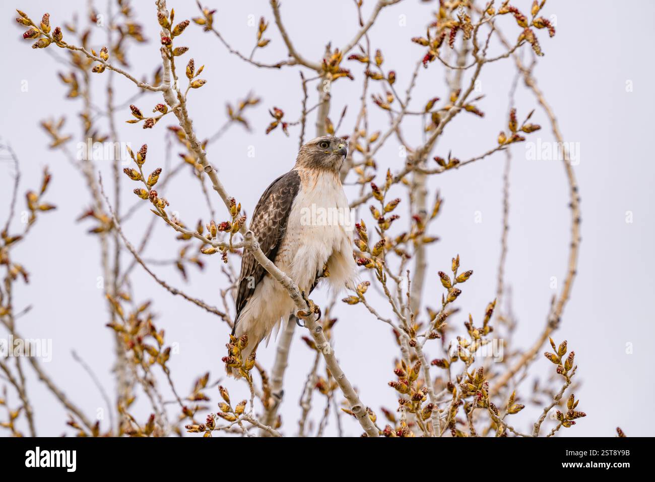 Frontal view of a Red-tailed Hawk in early Spring sitting on a budding ...