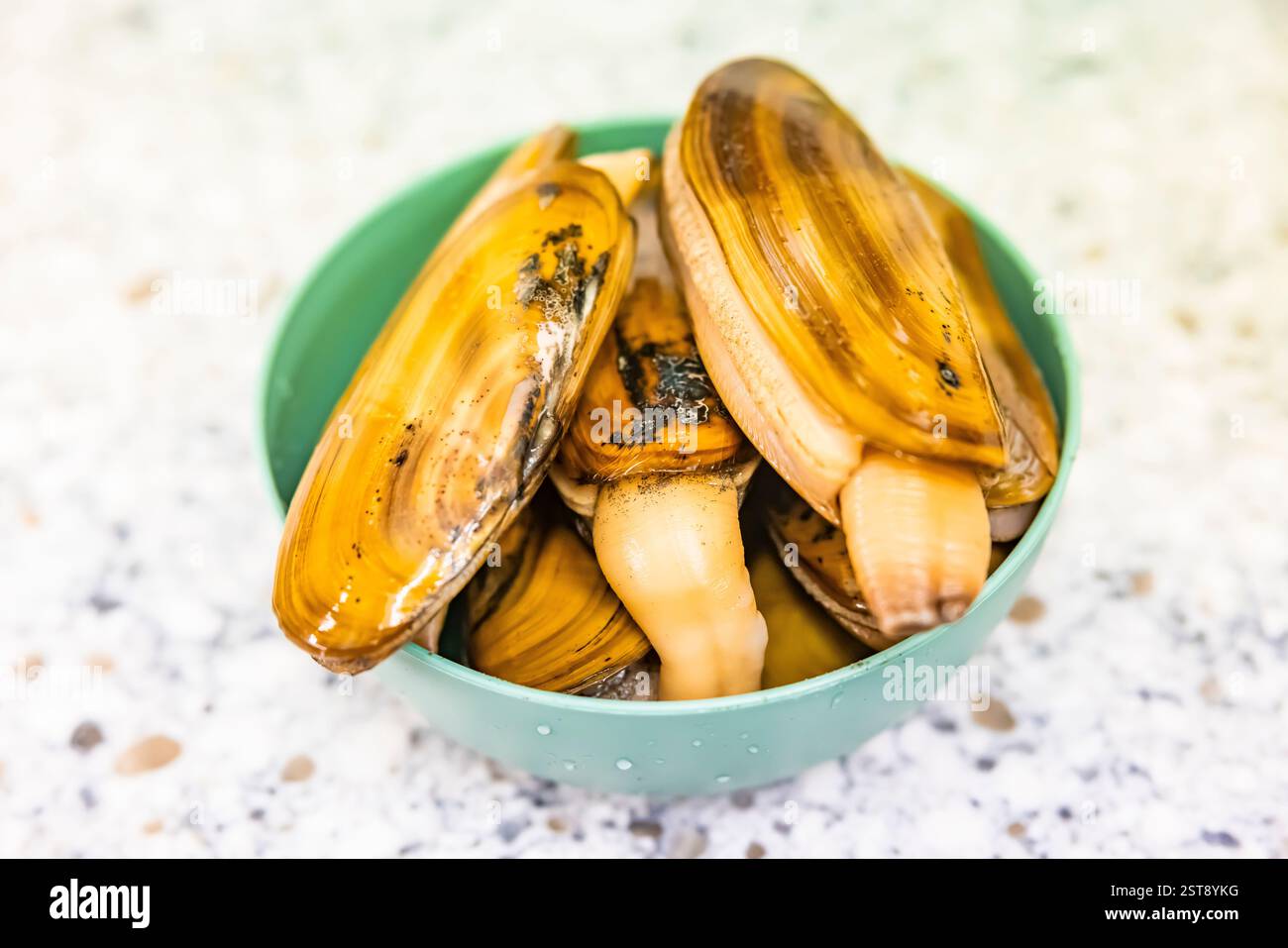 Pacific Razor Clams harvested on Mocrocks Beach, being cleaned and ...