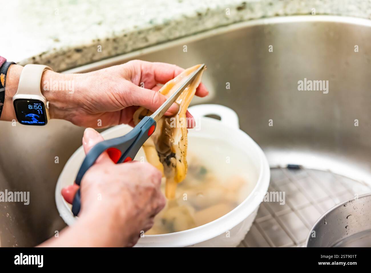 Cleaning Pacific Razor Clams harvested on Mocrocks Beach, Pacific Ocean ...