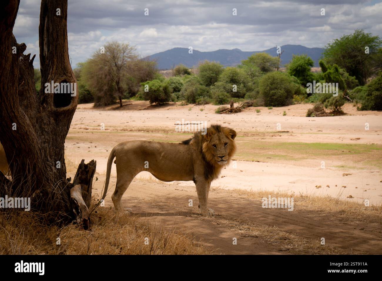 Wildlife, Samburu, Kenya Stock Photo - Alamy