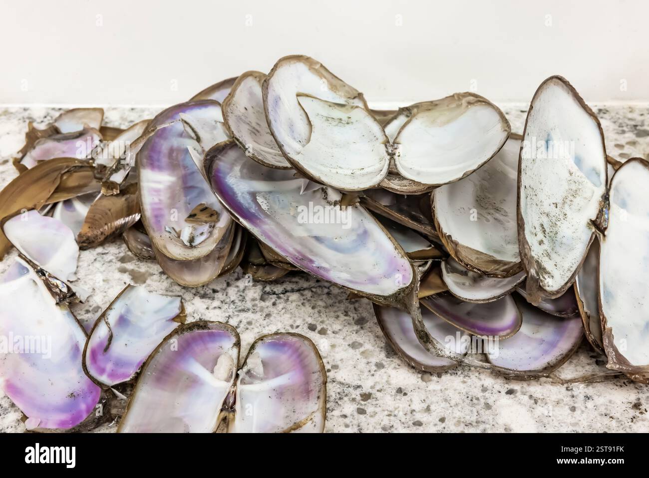 Pacific Razor Clams shells removed while being cleaned and prepared for ...