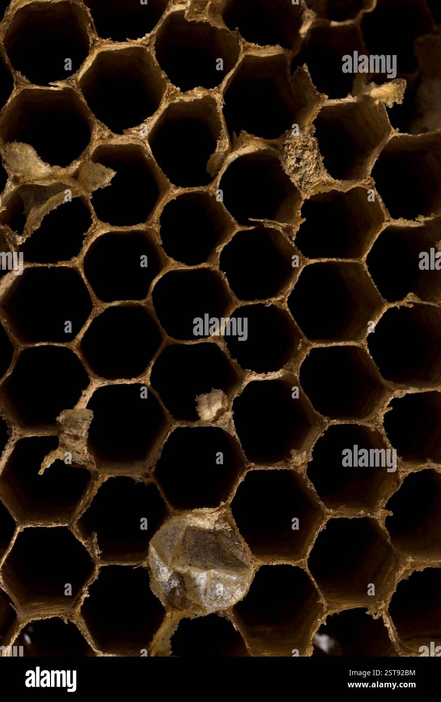 Detail of empty dark hexagonal cells of natural wax honeycomb vertically without honey Stock ...