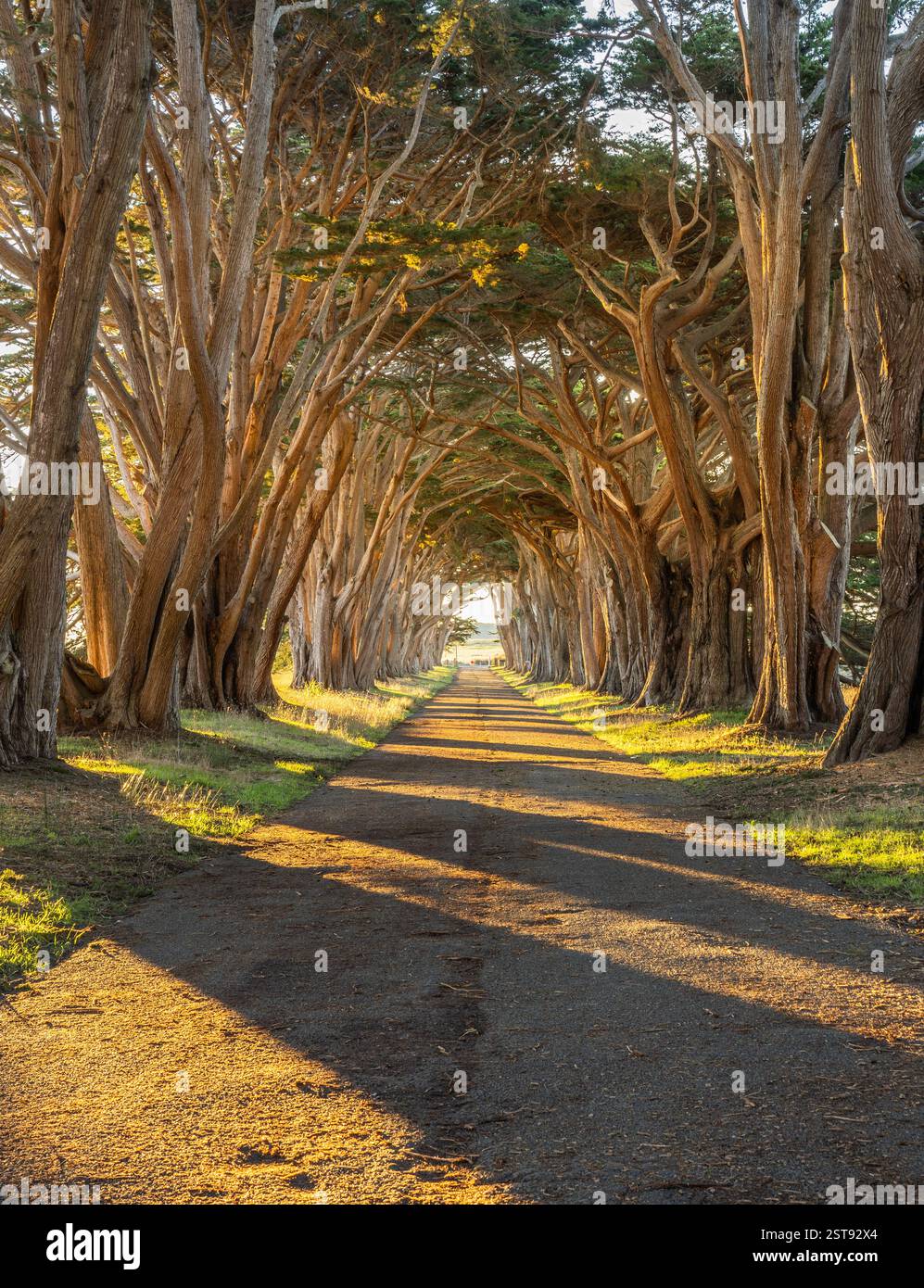 Cypress tree tunnel morning hi-res stock photography and images - Alamy