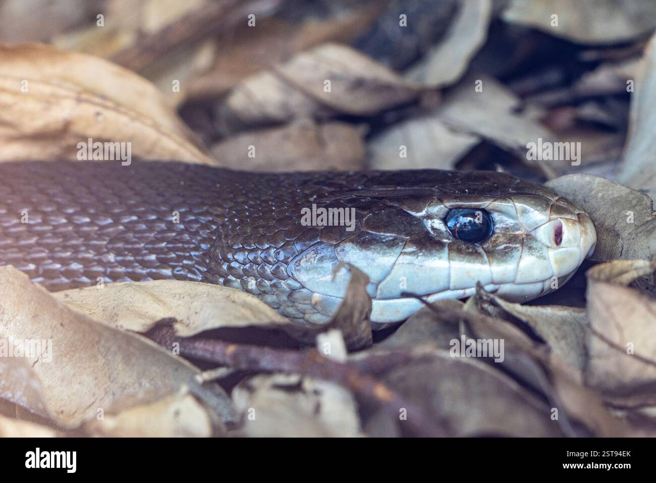 Close up of Australian highly venomous Coastal Taipan Stock Photo - Alamy