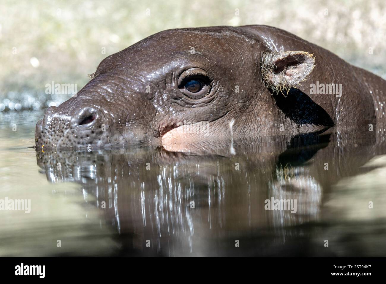 Baby pygmy hippopotamus hi-res stock photography and images - Alamy