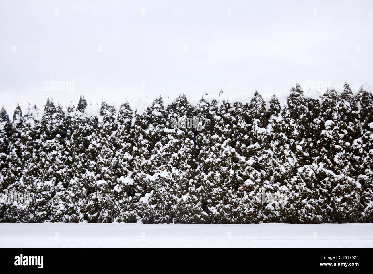 A bunch of evergreen trees are covered with snow Stock Photo - Alamy