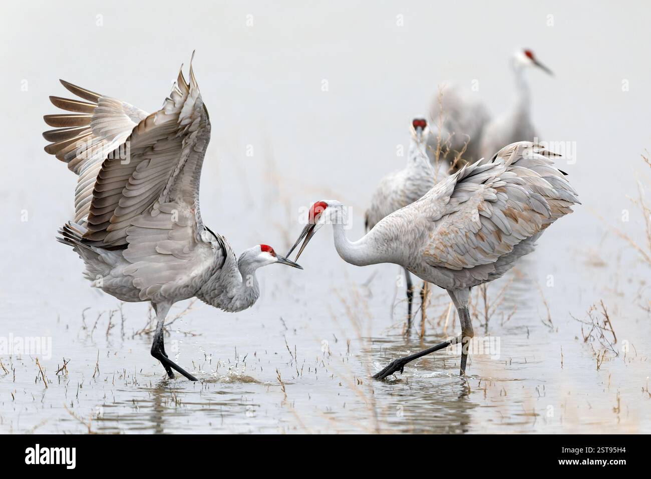 Pair of Sandhill Cranes (Antigone canadensis) performing a courtship ...