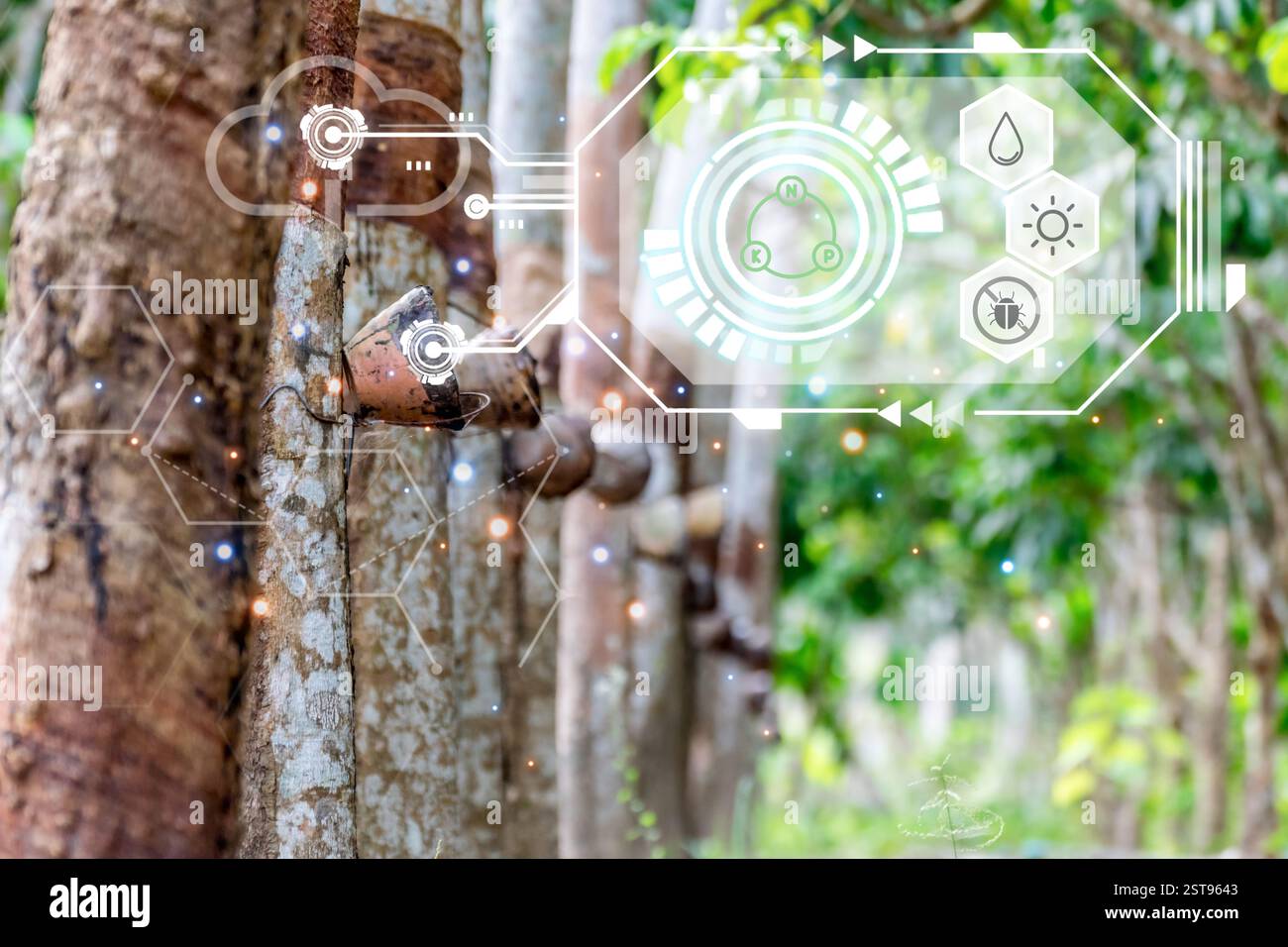 Smart farm digital icon and futuristic AI data infographic of Rubber ...