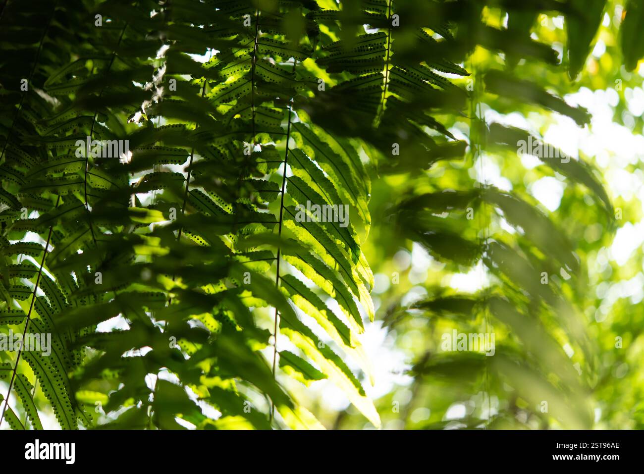 Greenery background, green color of nature plant and leaf environment ...
