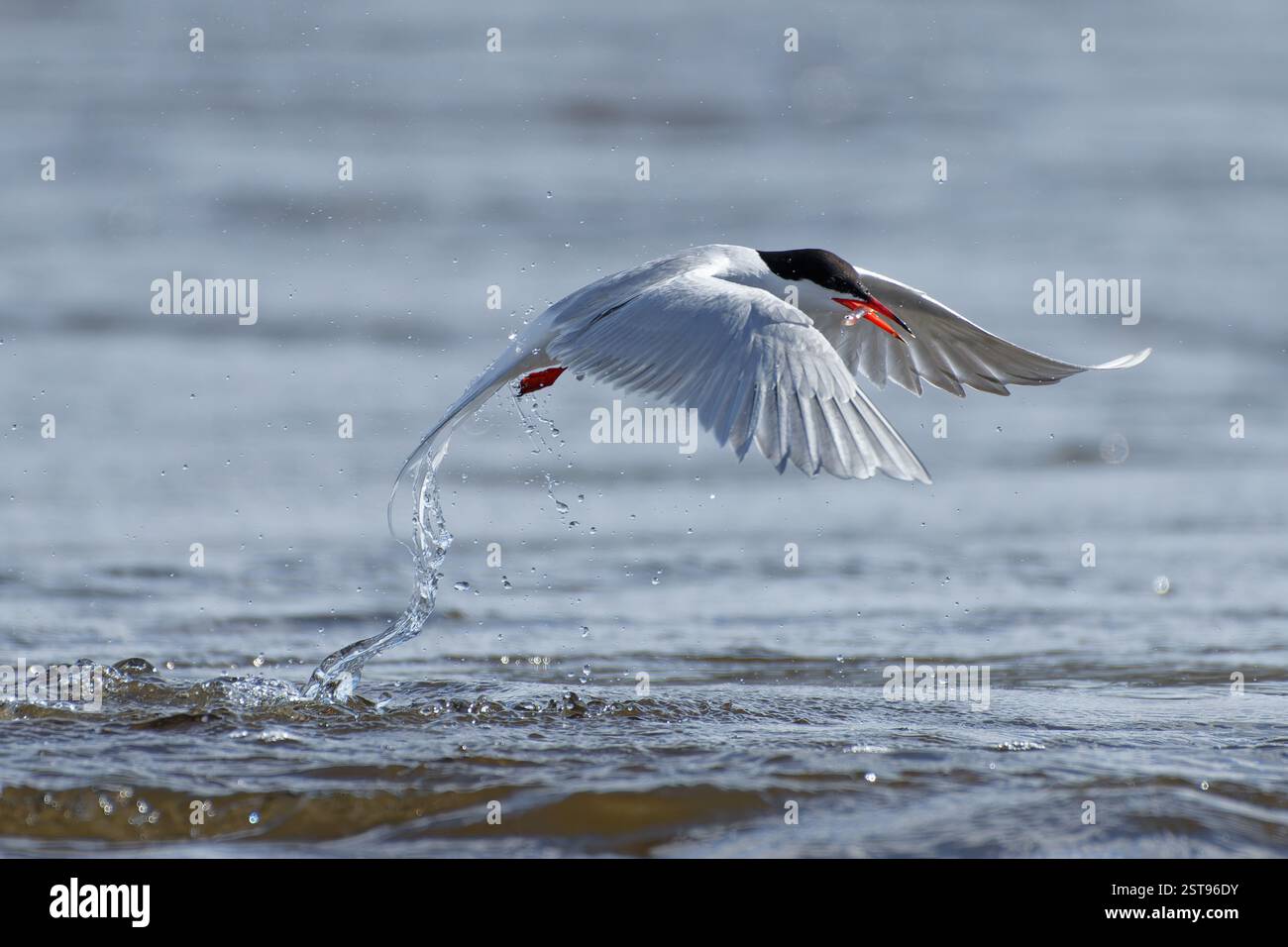 Waterspout fish hi-res stock photography and images - Alamy