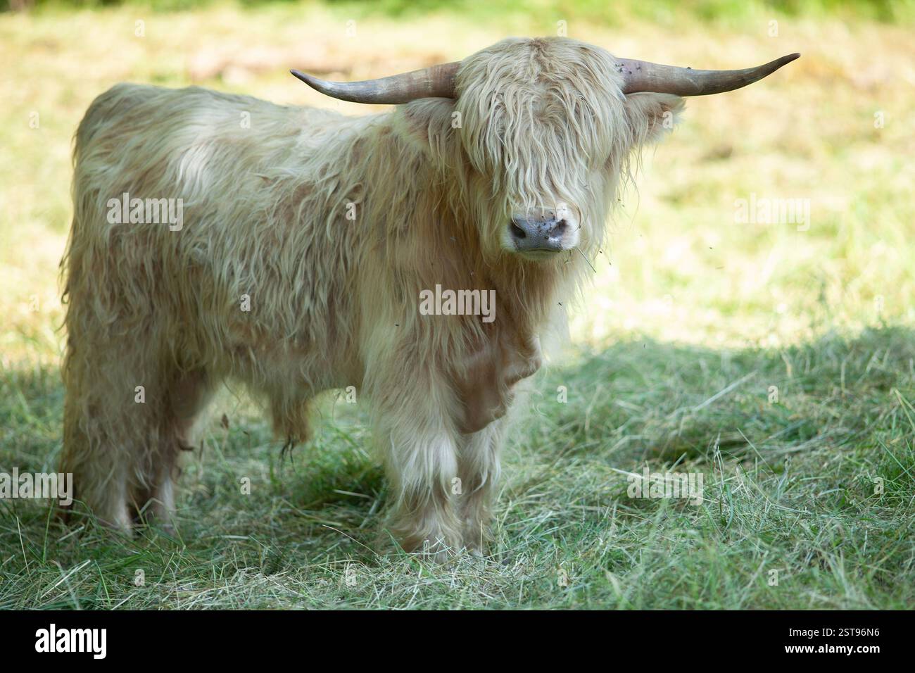 Highland Scottish Highland cattle, Galloway cow on the meadow Stock ...