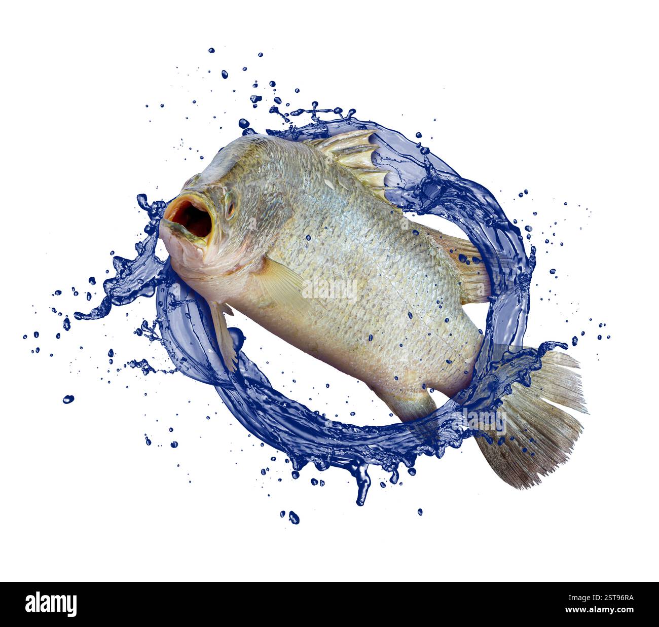 A fish - Barramundi (Lates calcarifer), known as Asian sea bass jumping ...