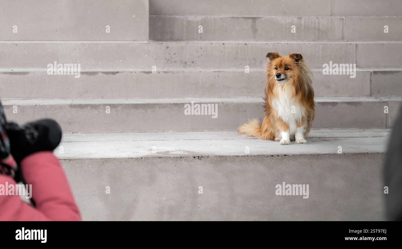 Shetland Sheepdog mix sitting on the stairs in the city behing ...