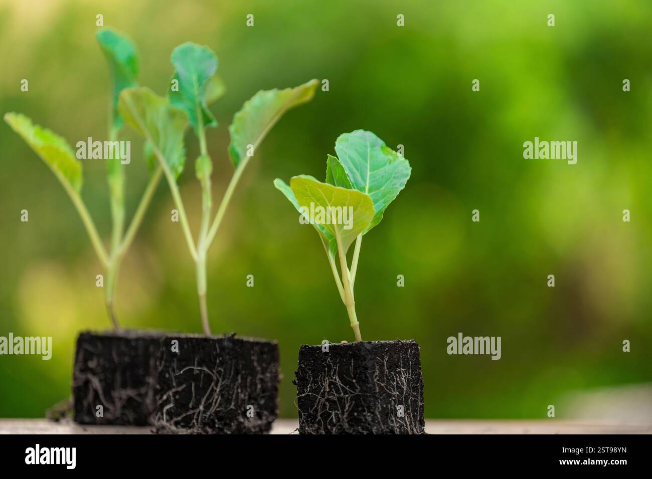 Vegetables seedlings.Kohlrabi seedlings with root system set on wooden ...