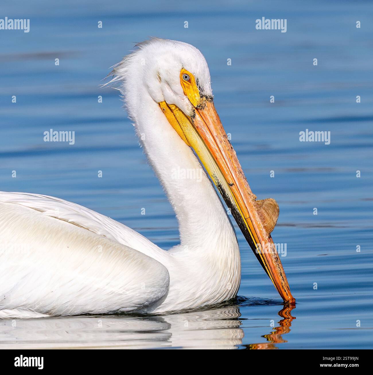 Bump on bill hi-res stock photography and images - Alamy