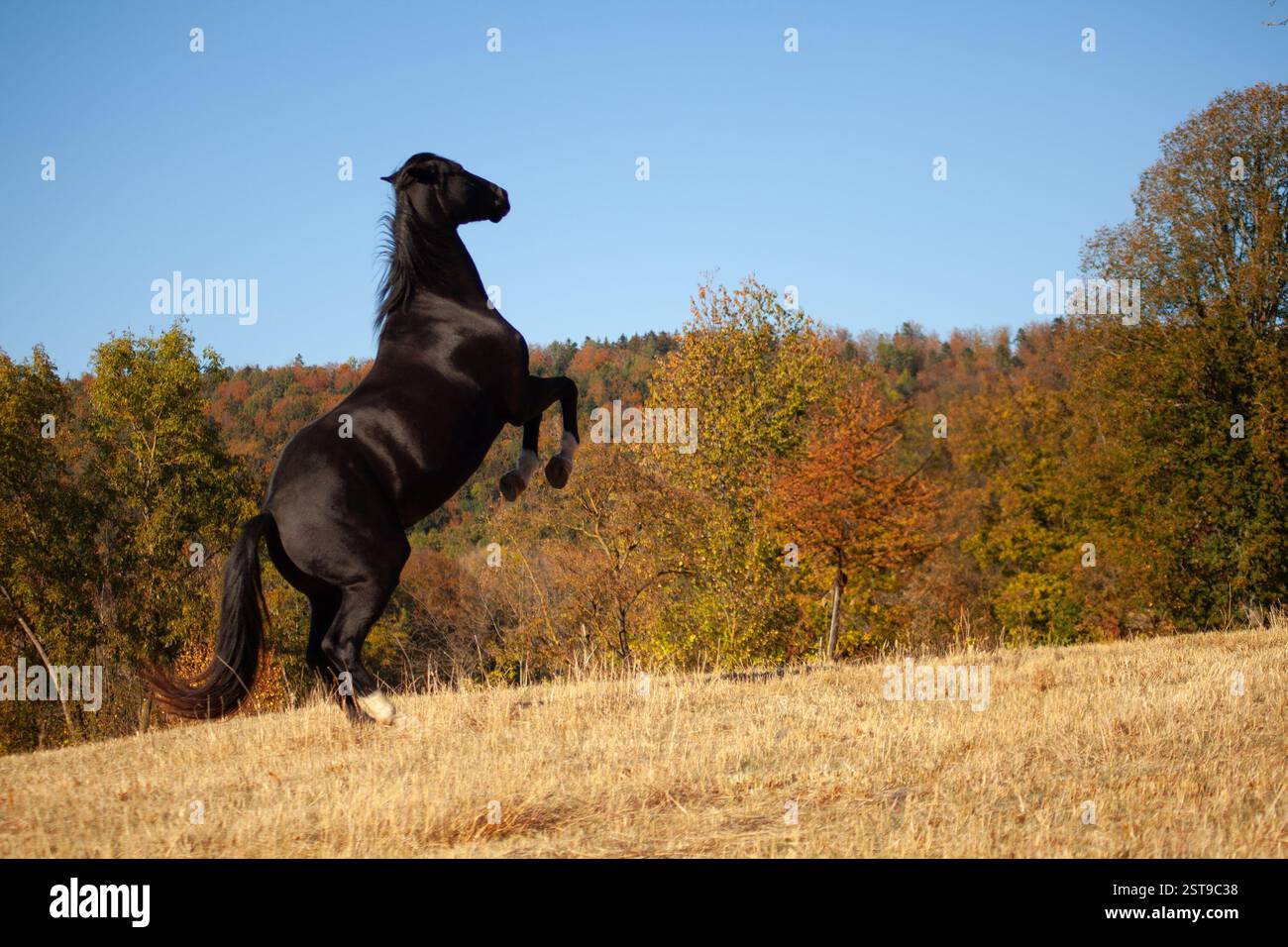 Magnificent black stallion rears freely in the meadow. Shiny black ...