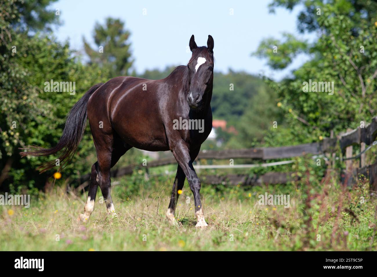 Württemberg Warmblood black stallion free on the meadow. German riding ...