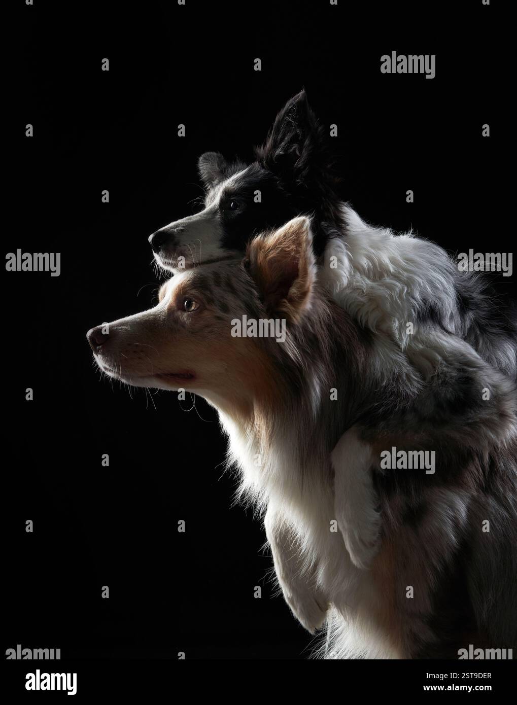 Two border collies are captured in profile under dramatic lighting ...