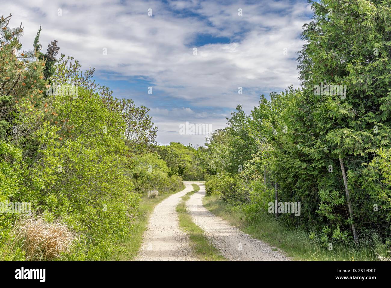 section of a dirt road in eastern long island Stock Photo - Alamy