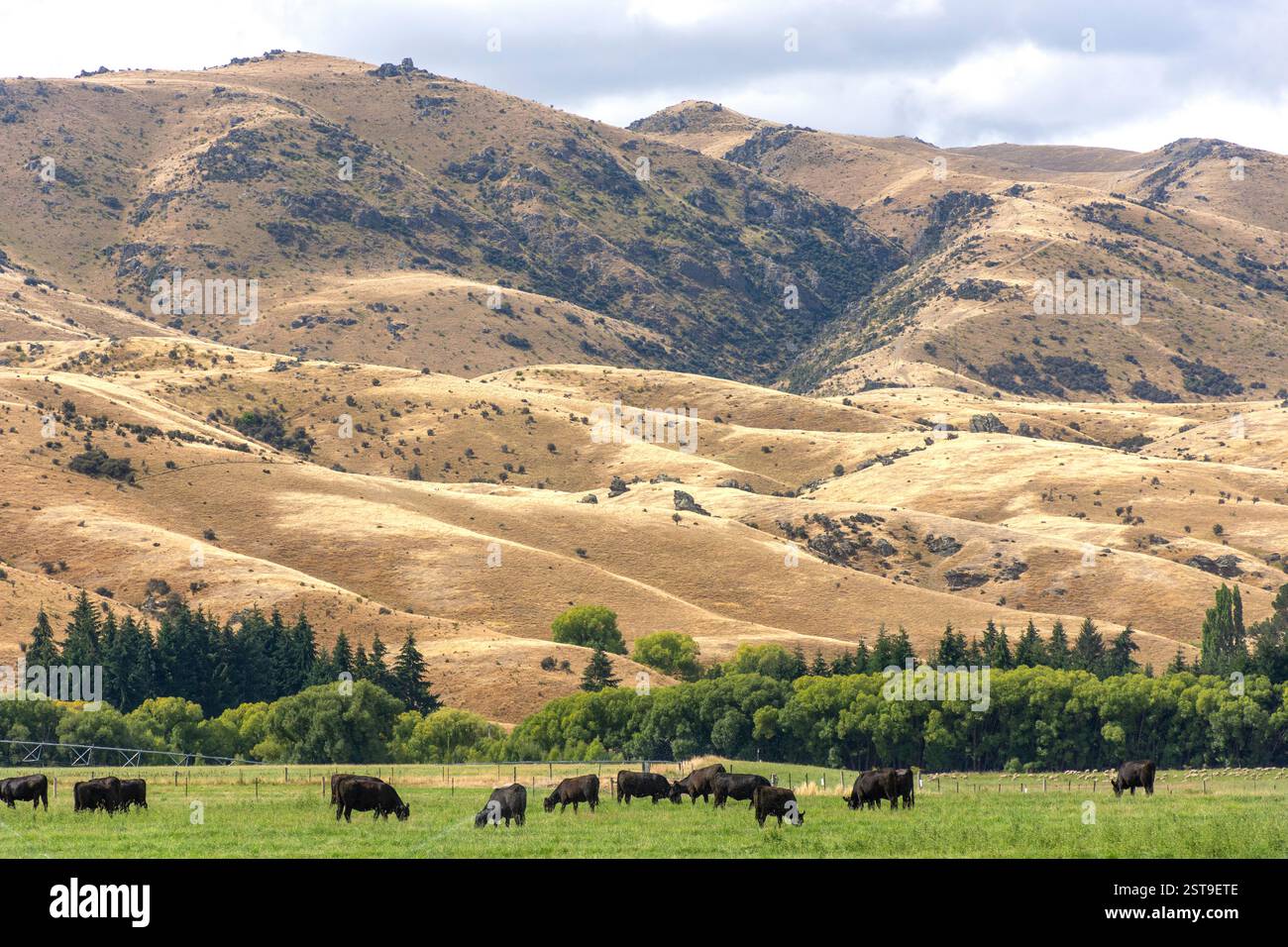 Cattle in fields from State Highway 8 near Tarras, Otago Region, South Island, New Zealand Stock ...