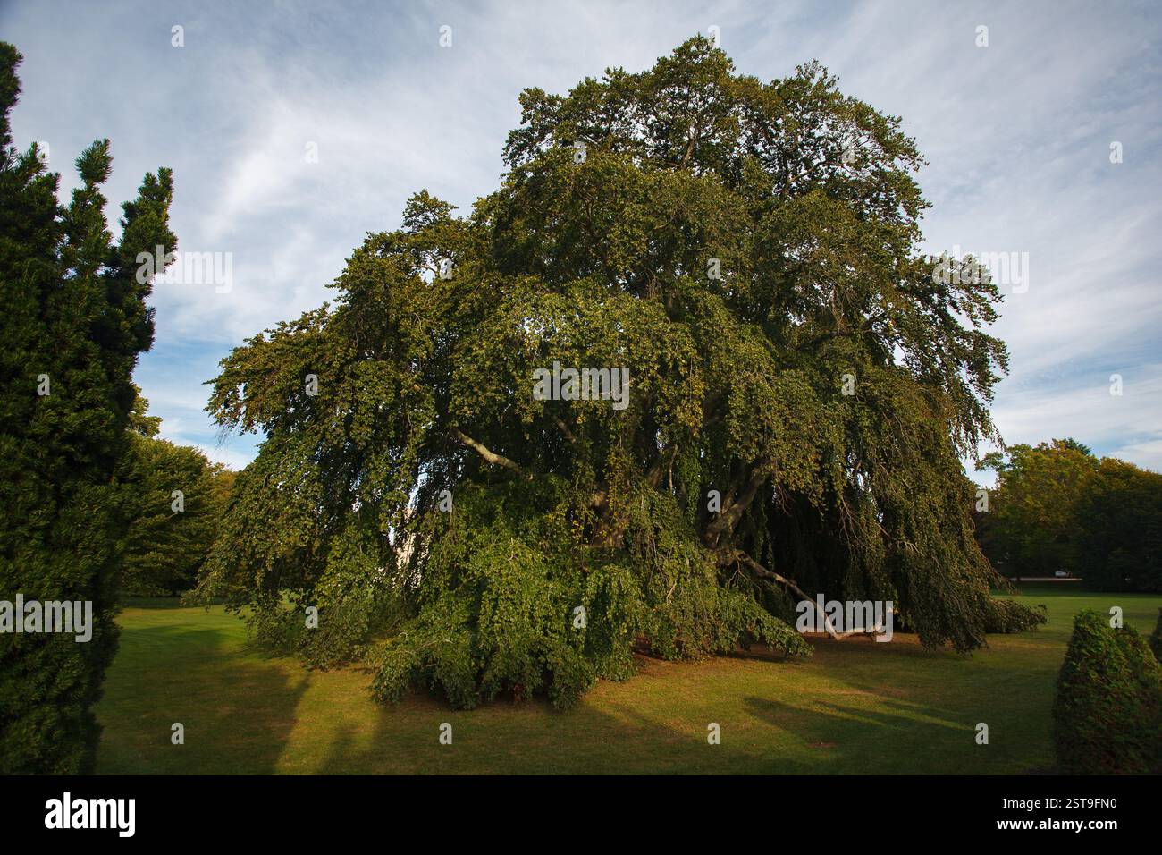 A Beautiful tree inside the Elms gilded age historic mansion garden at ...