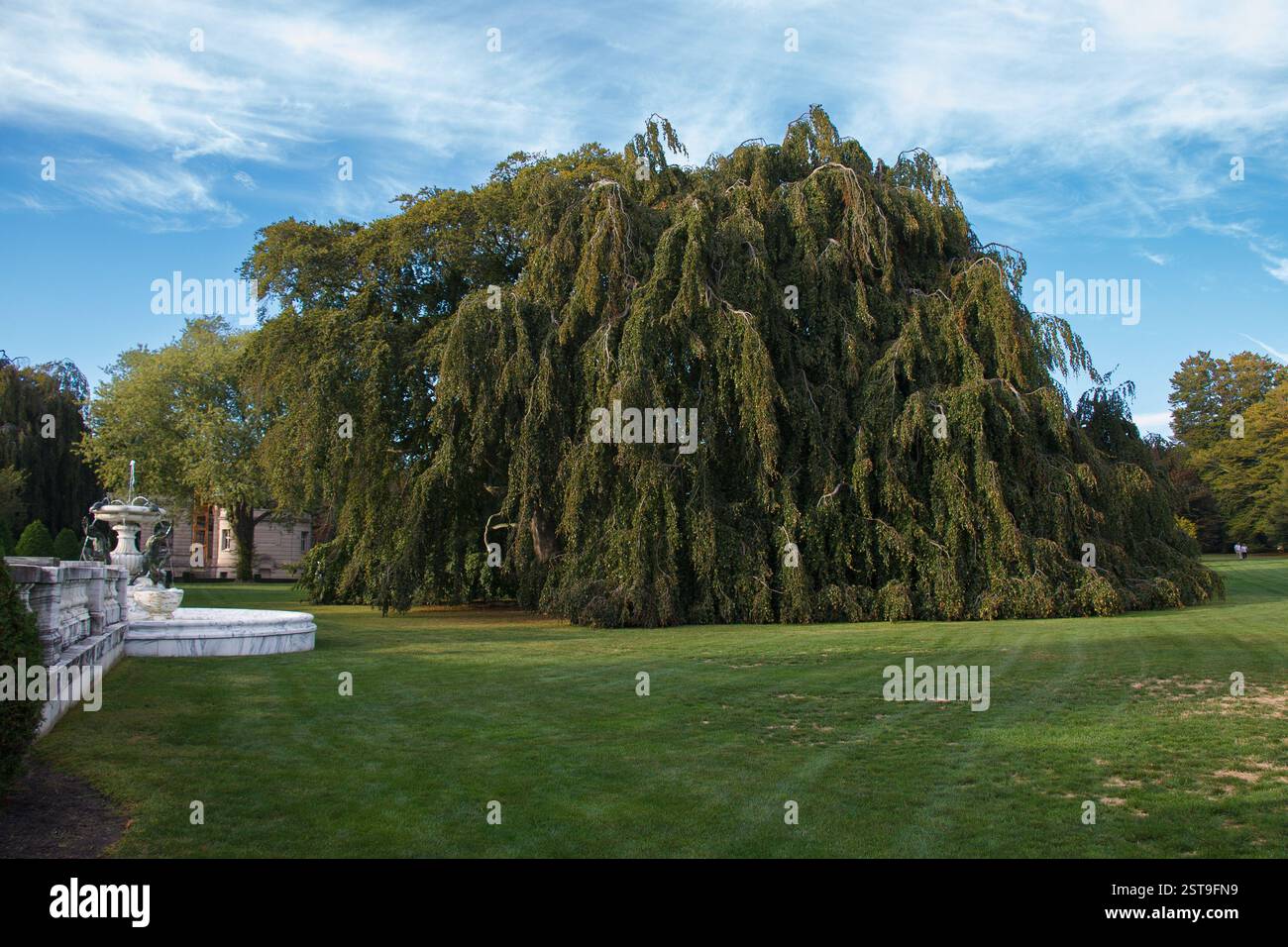A Beautiful tree inside the Elms gilded age historic mansion garden at ...