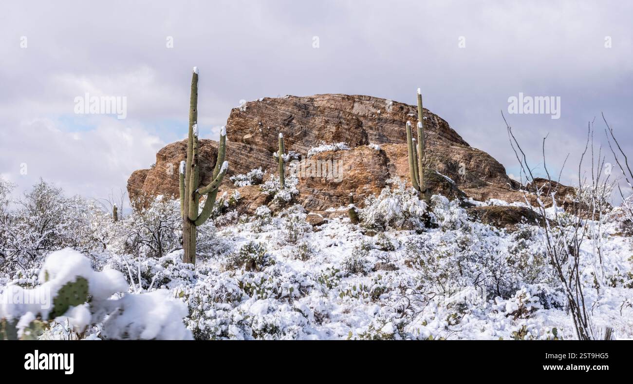 Snow Capped Serenity in Saguaro National Park, Arizona Stock Photo - Alamy