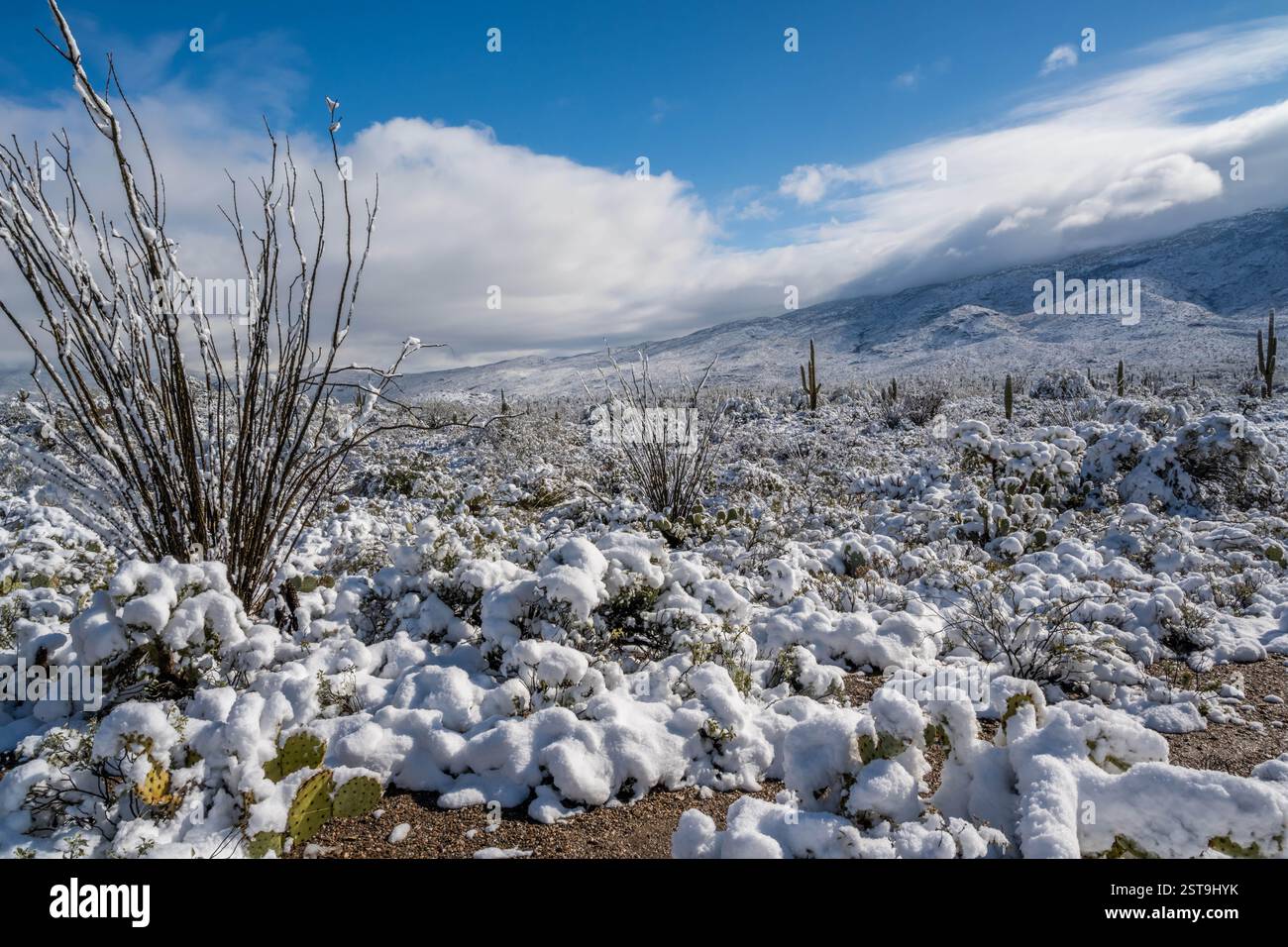A rare winter wonderland unfolds in the park as snow blankets the ...
