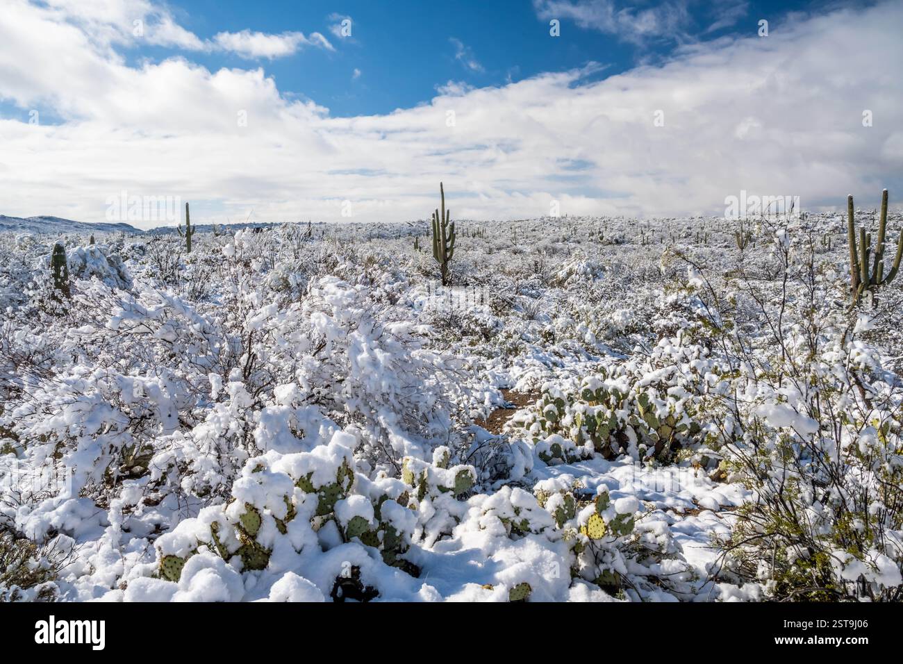 Snow Capped Serenity in Saguaro National Park, Arizona Stock Photo - Alamy