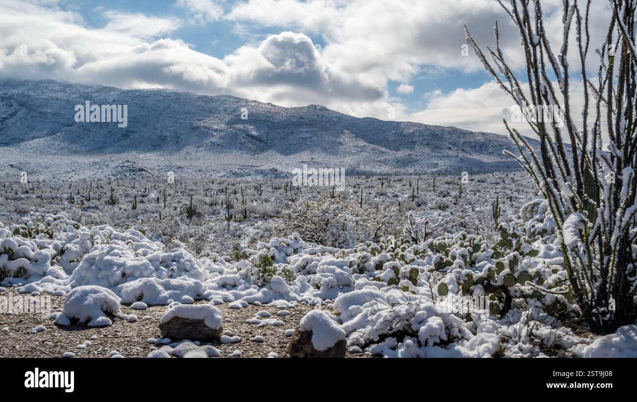 Snow Capped Serenity in Saguaro National Park, Arizona Stock Photo - Alamy