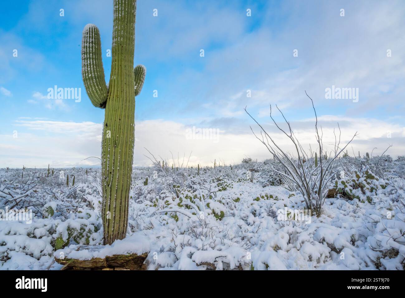 A rare winter wonderland unfolds in the park as snow blankets the ...