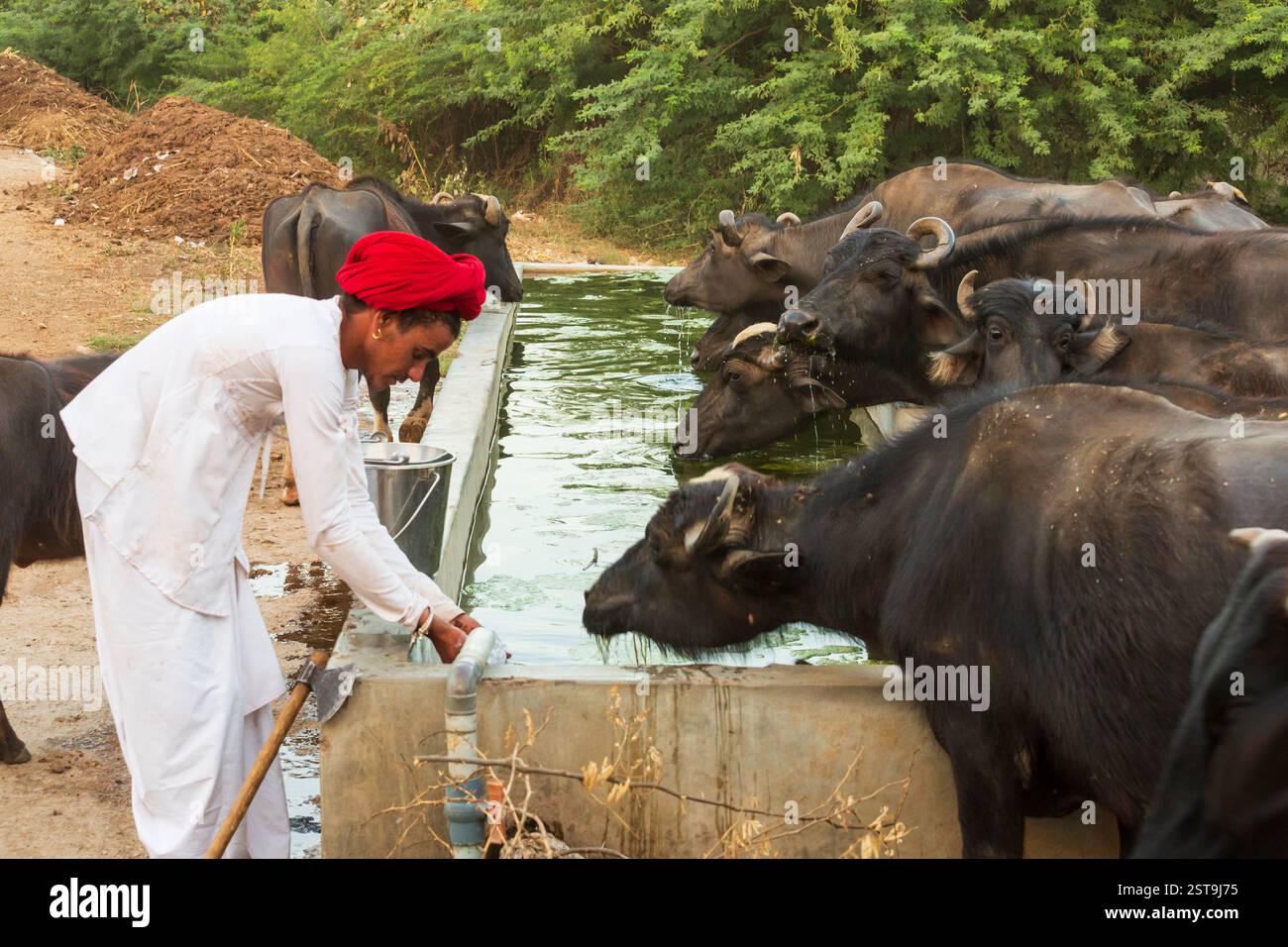 November 25, 2017. Asia, India, Gujarat,Dasada. Rabari, Mir tribes ...