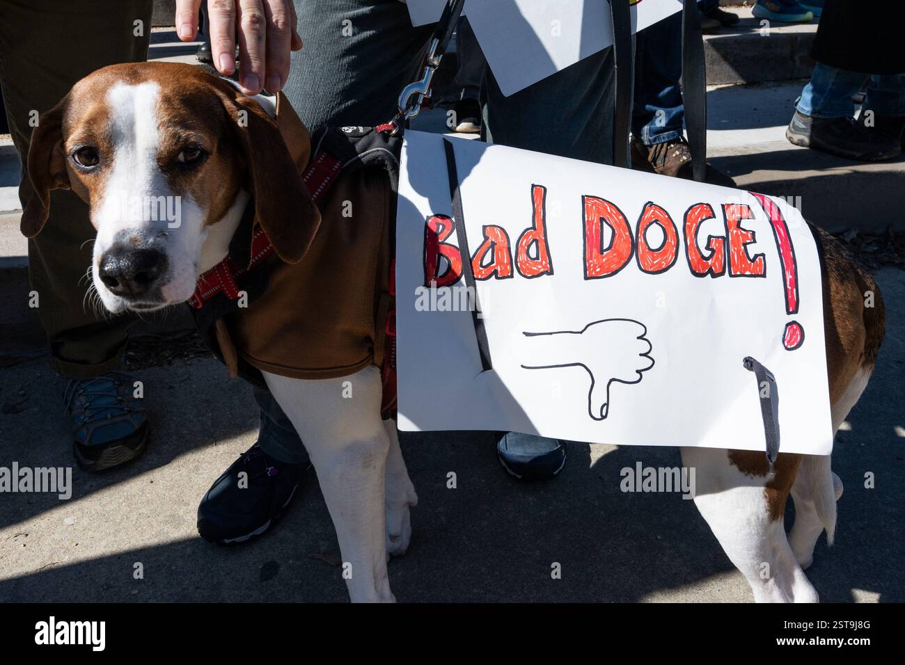 Washington, United States. 17th Feb, 2025. A dog with a sign saying ...