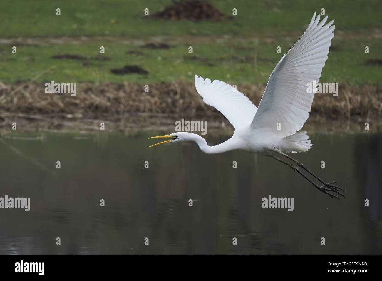 A Great White Egret (Ardea alba) flying parallel to the water with a ...