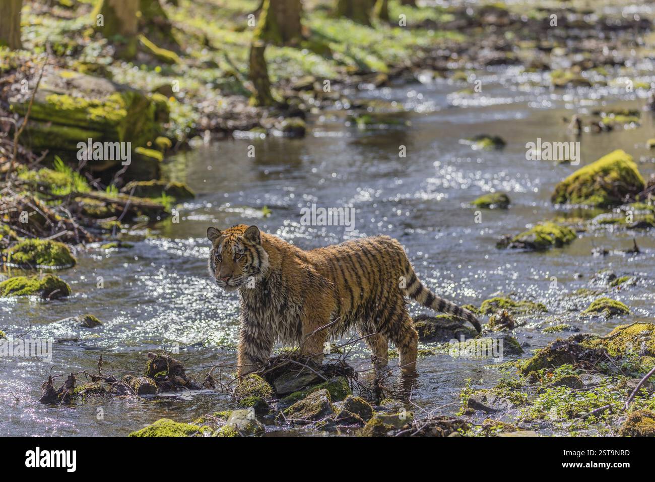 One young female Siberian Tiger, Panthera tigris altaica, standing on ...