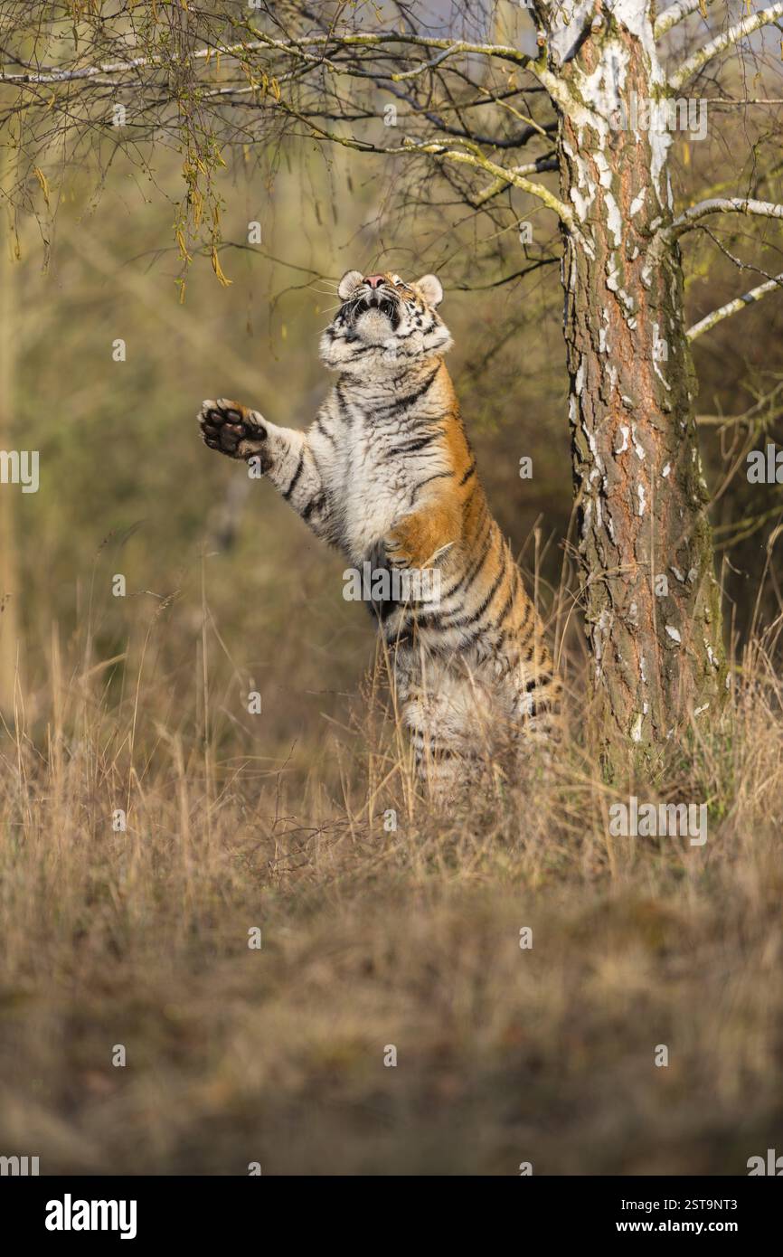 One young female Siberian Tiger, Panthera tigris altaica, climbing up a ...
