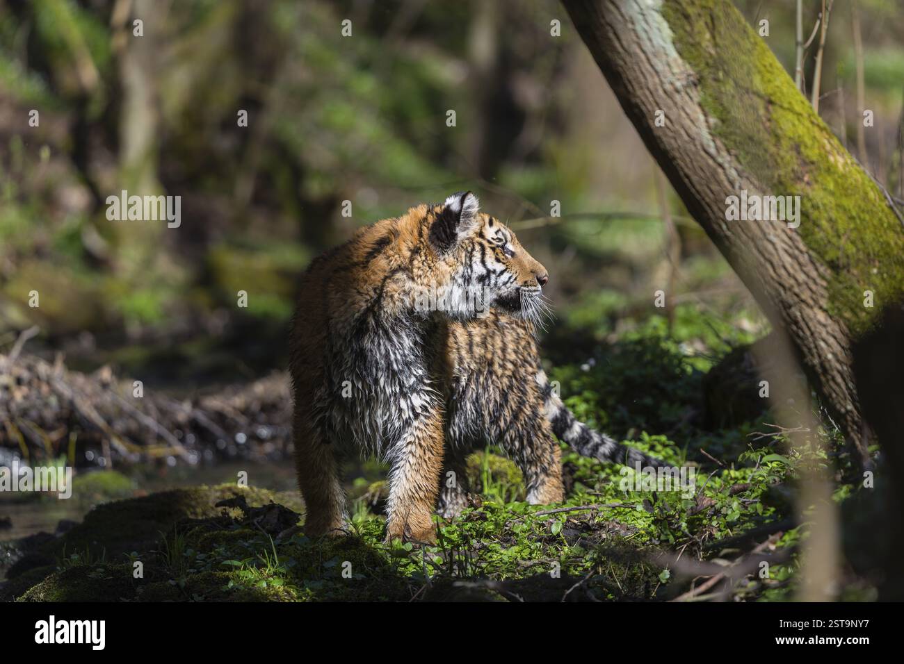 One young female Siberian Tiger, Panthera tigris altaica, standing on ...