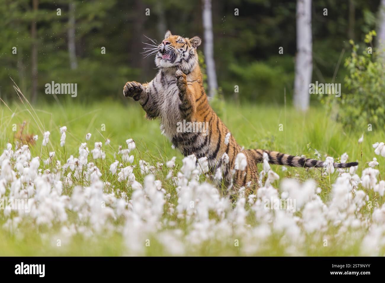 One young female Siberian Tiger, Panthera tigris altaica, jumping up on ...