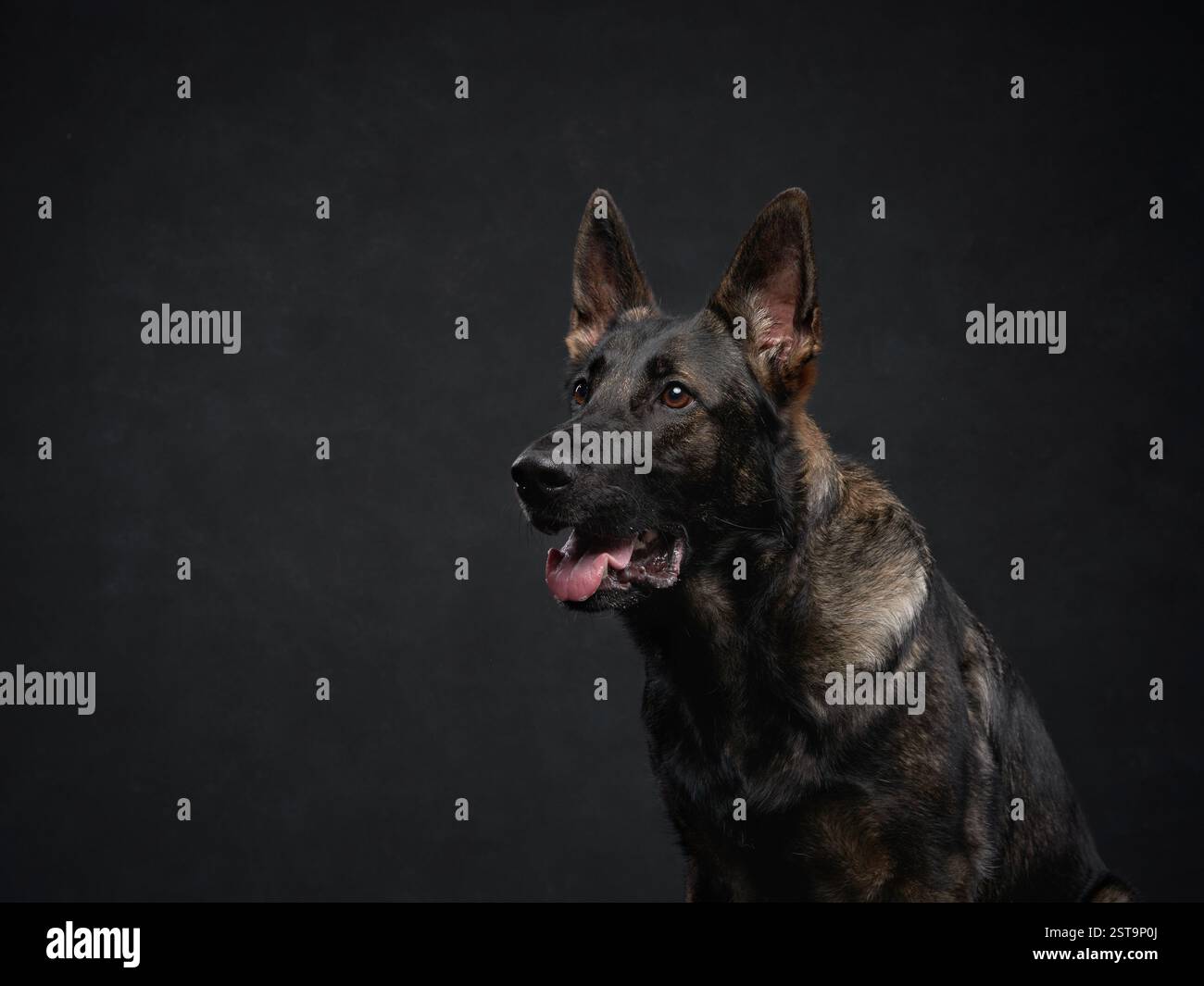 A German Shepherd stares directly at the camera, set against a black ...