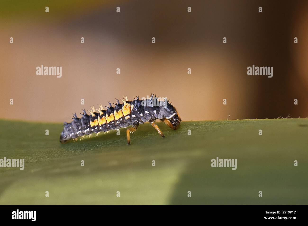 Ladybird larva seven spot hi-res stock photography and images - Alamy